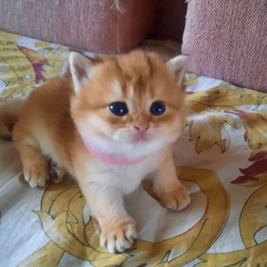 Милашки