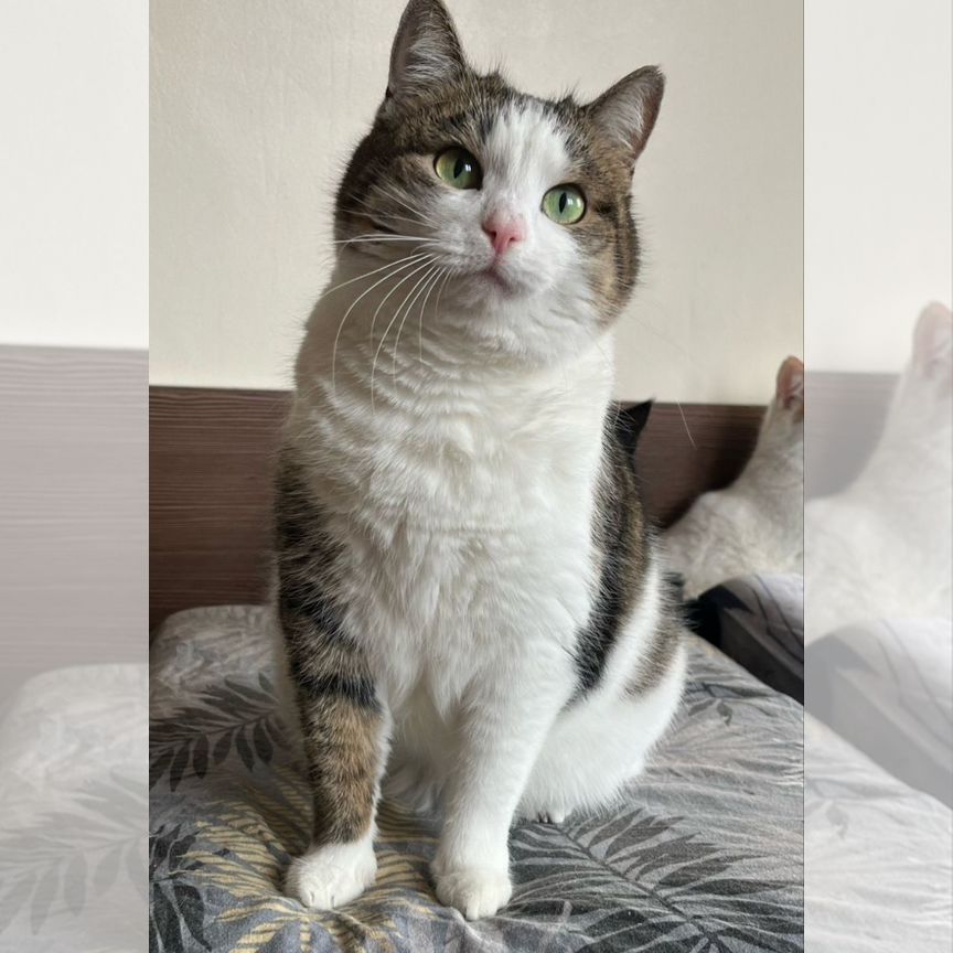 Взрослая, кошка в добрые руки