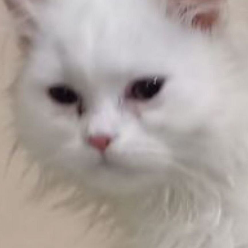 Котенок турецкая ангора