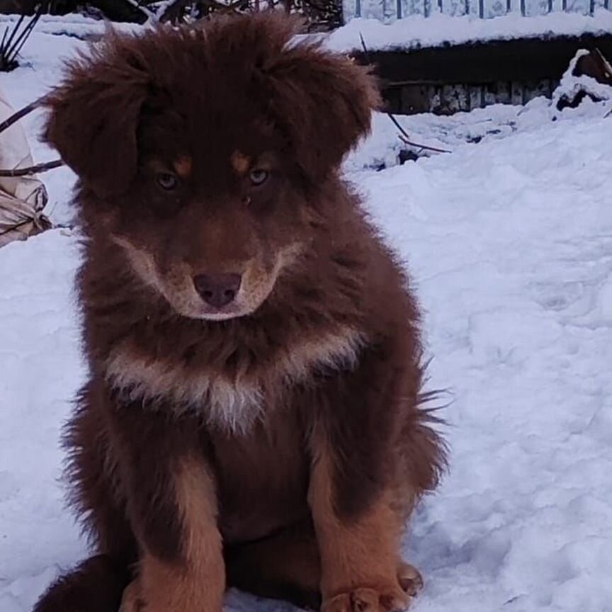 Щенок в добрые руки бесплатно