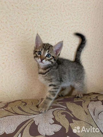 Котенок в дар 1,5 мес мальчик