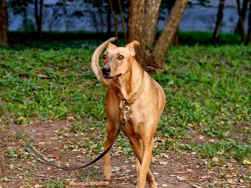 Мальчик, помесь с борзой