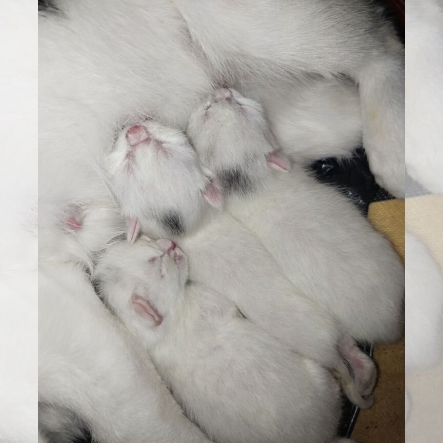 Котята в добрые руки бесплатно