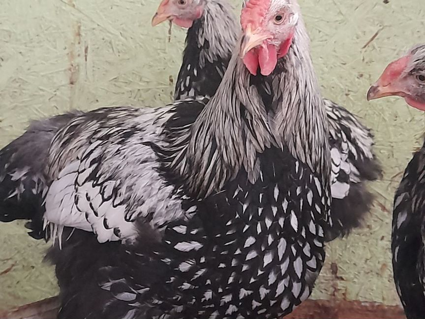 Петух (виандот)