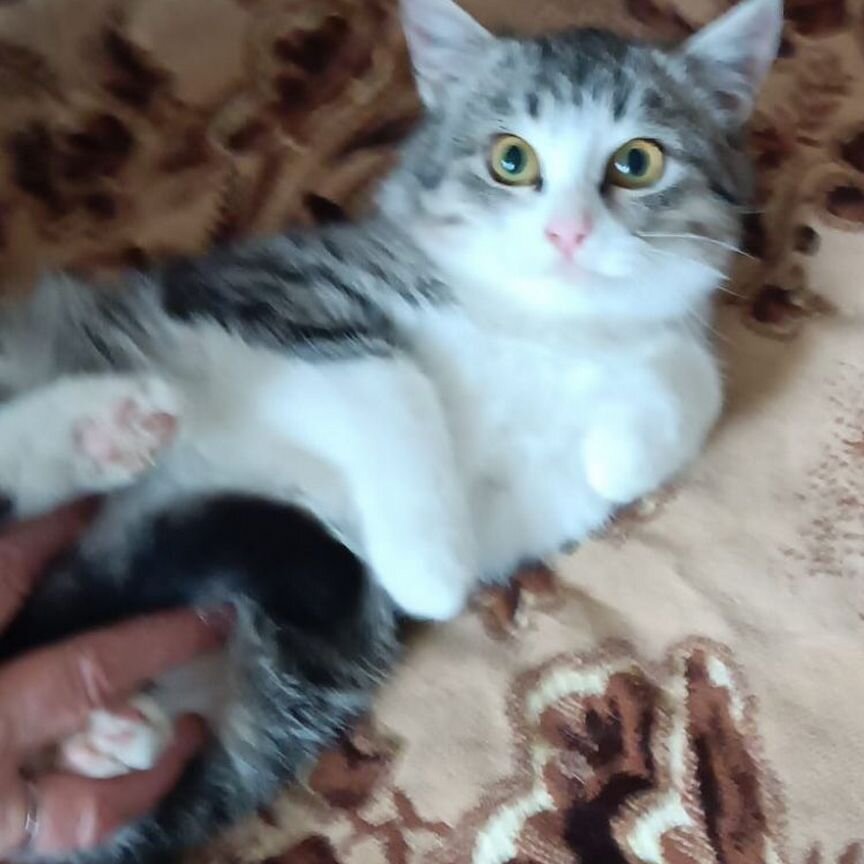 Котёнок в добрые руки