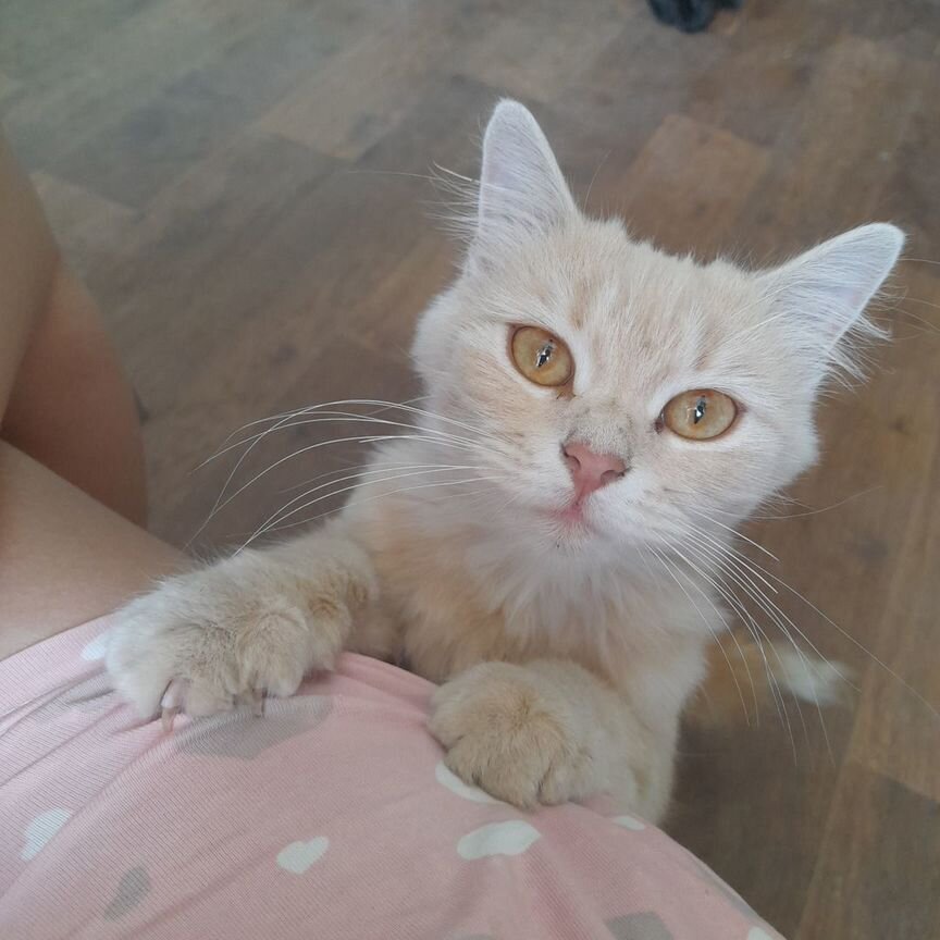 Кошка в добрые руки