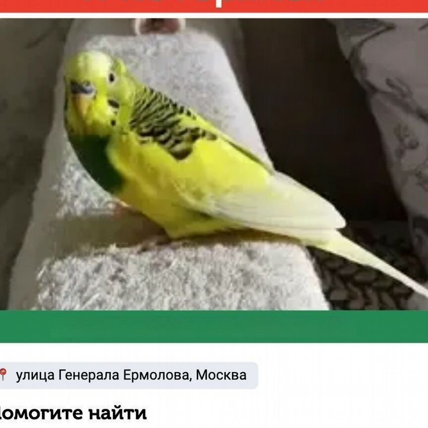 Улетел Волнистый попугай