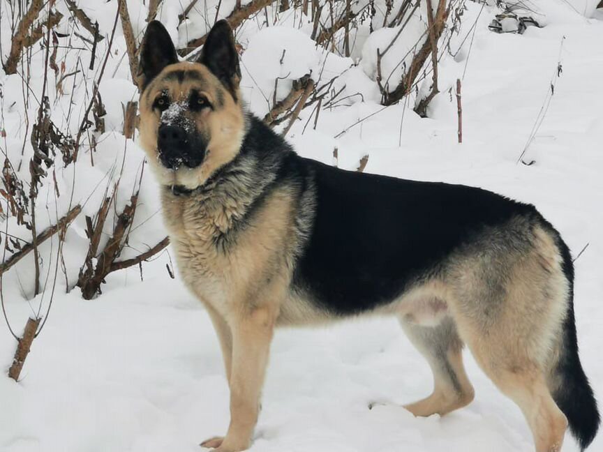 Восточно европейская овчарка