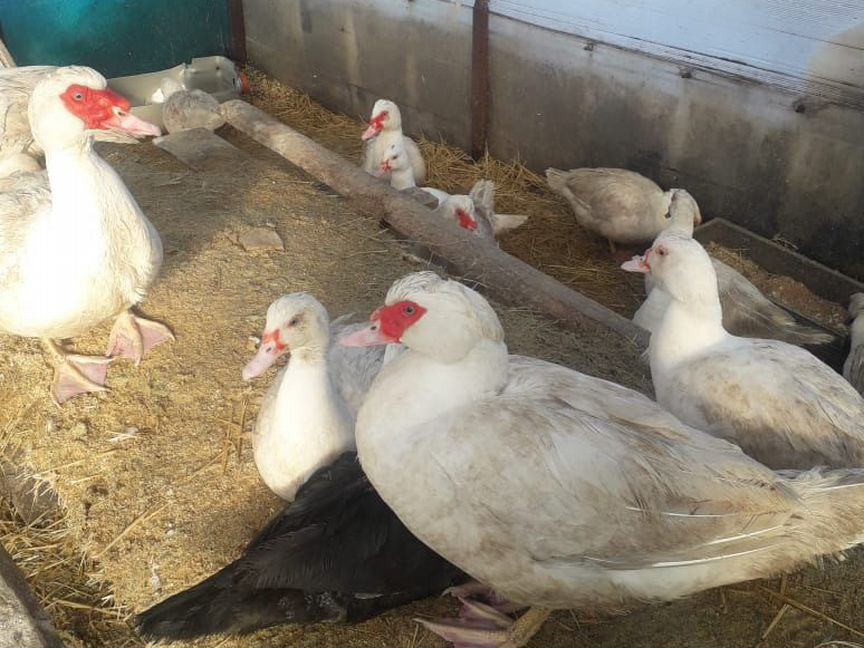 Семья индоуток