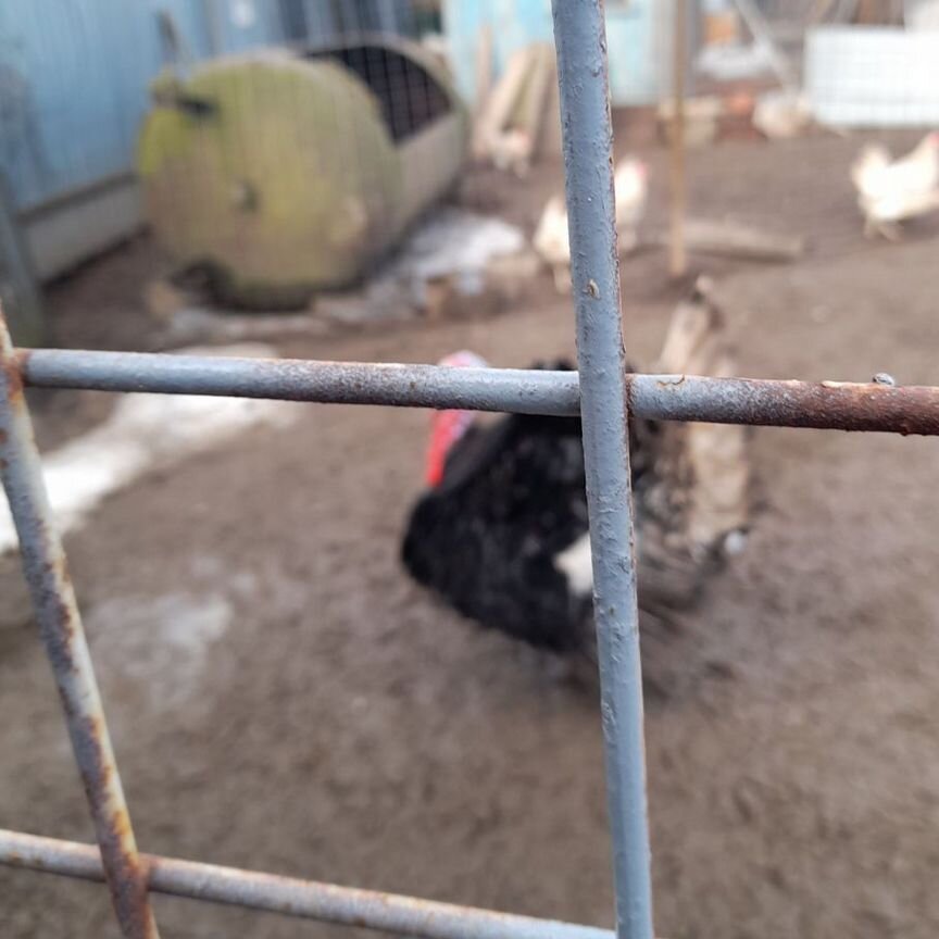 Индюшата подрощенные