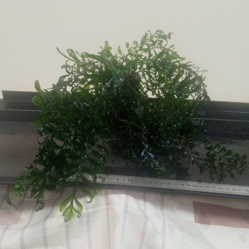 Аквариумный папоротник Болбитис в аквариум