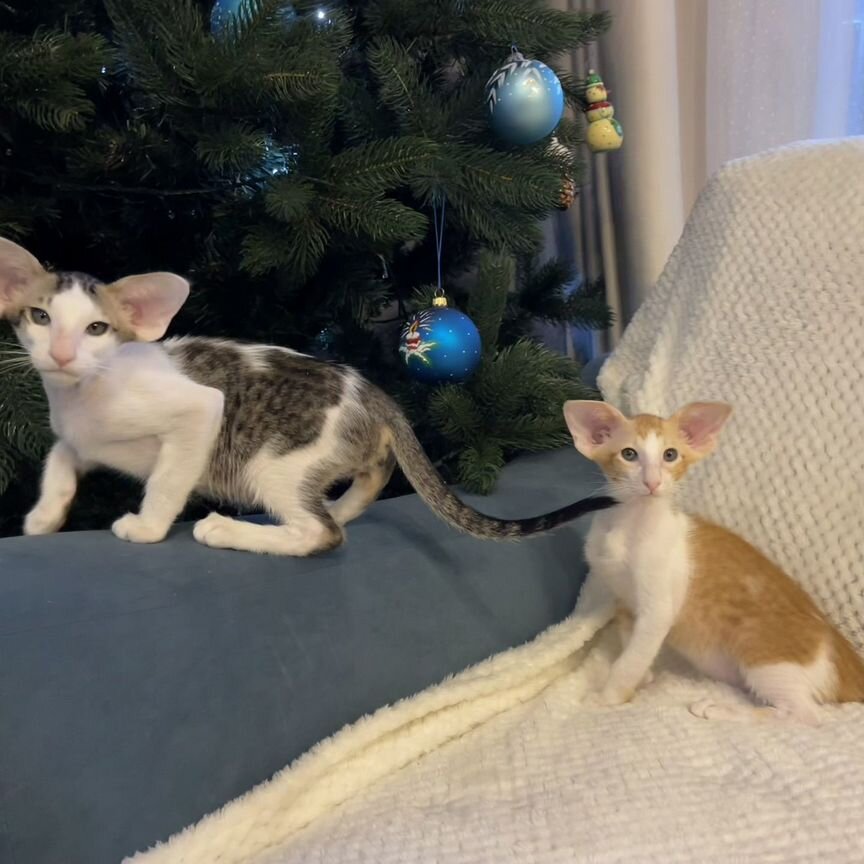 Ориентальные котята