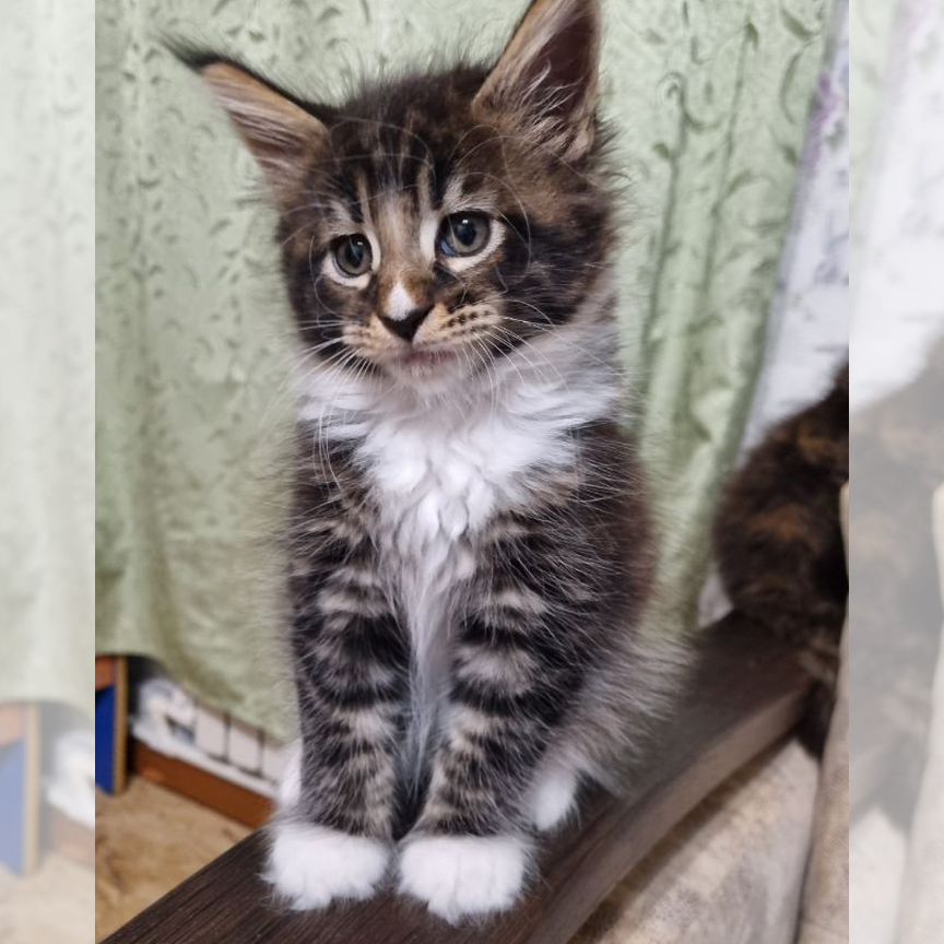 Котенок мэйн-кун