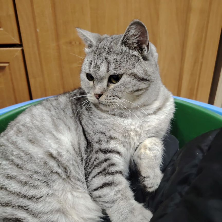 Мусенька ищет дом