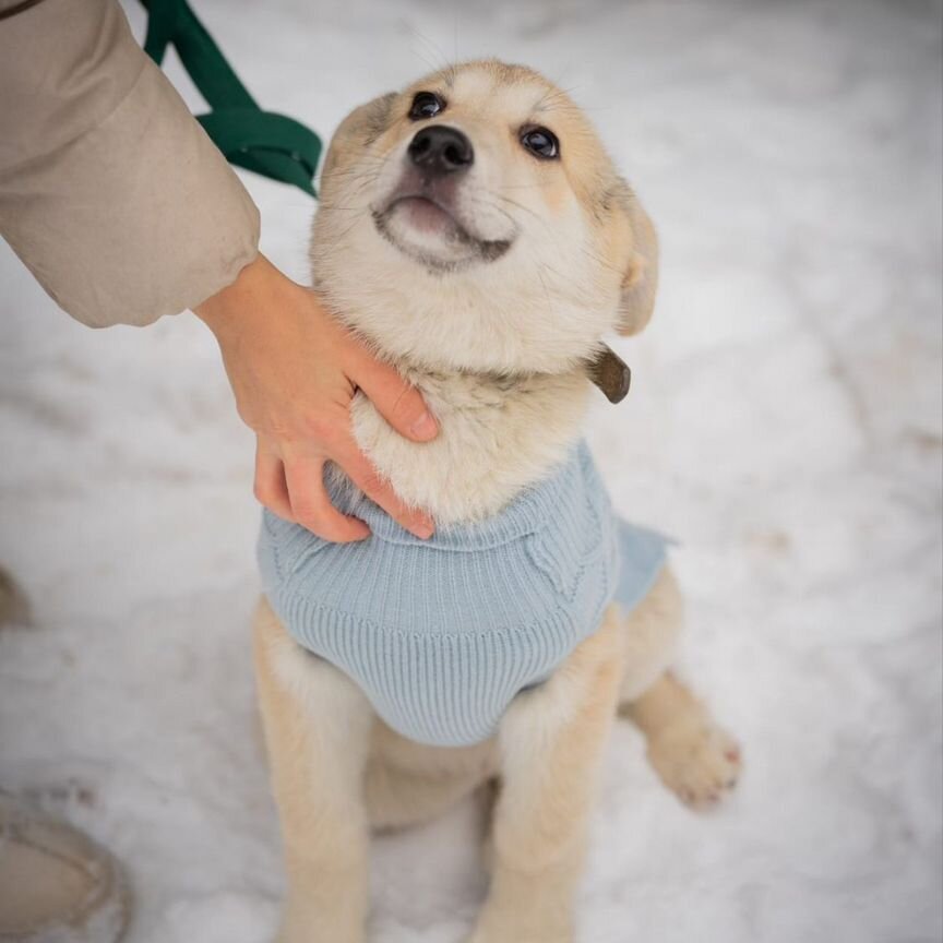 Щенок для любви