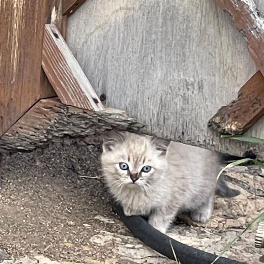 Котята