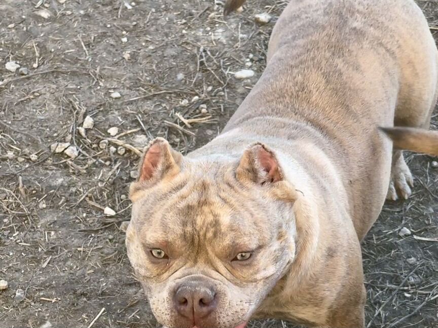 Американский булли