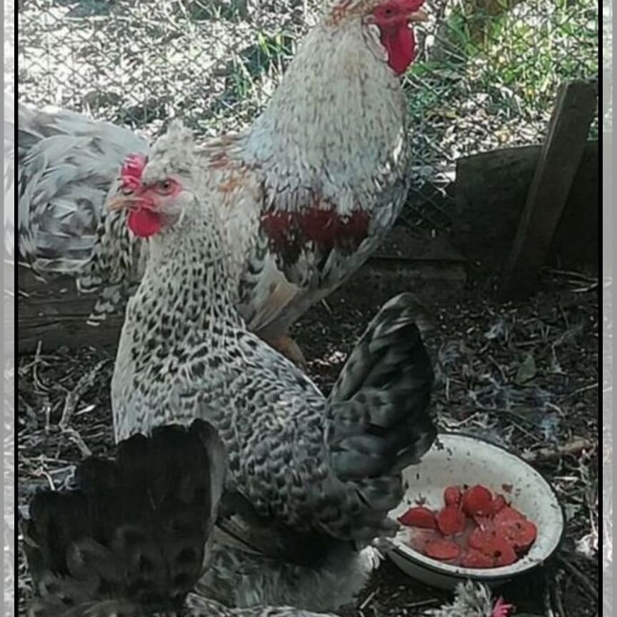 Легбар и Лакендайзи яйцо, цыплята