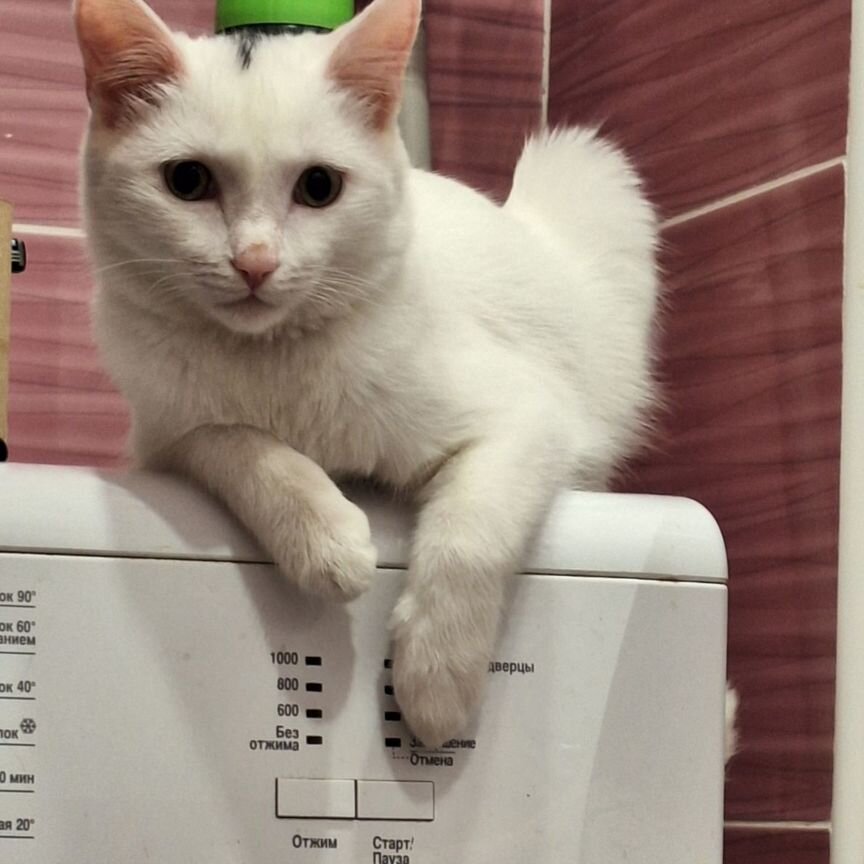 Котенок игривый воспитанный милый