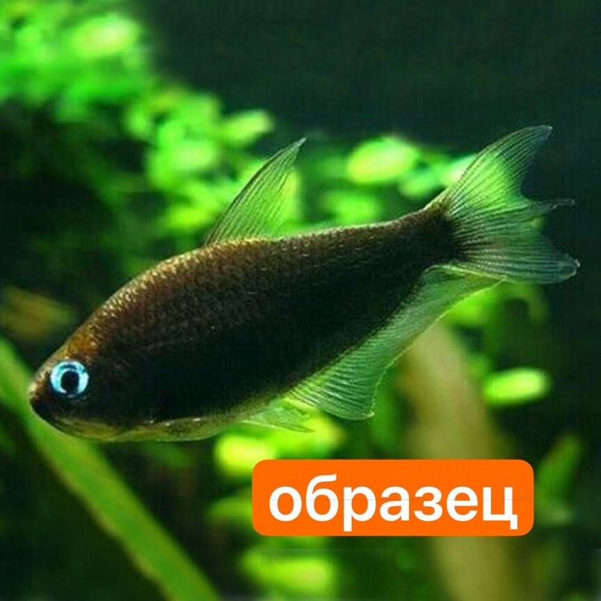 Рыба Пальмери (темная)