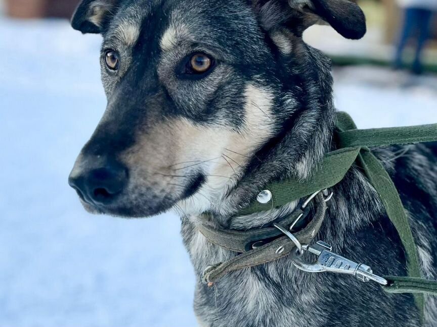 Замечательный пес Блюм мечтает стать домашним