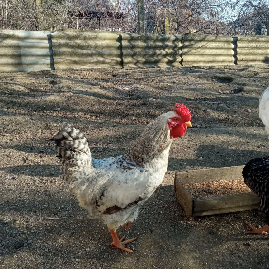 Молодые петухи