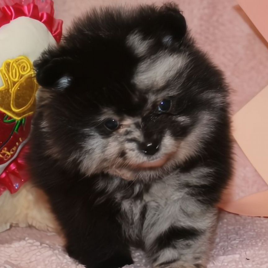 Немецкий шпиц, щенок