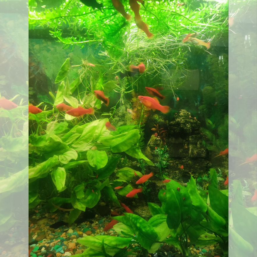 Аквариумные рыбки и растения