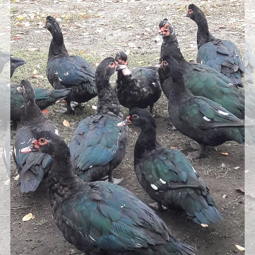 Мускусные утки