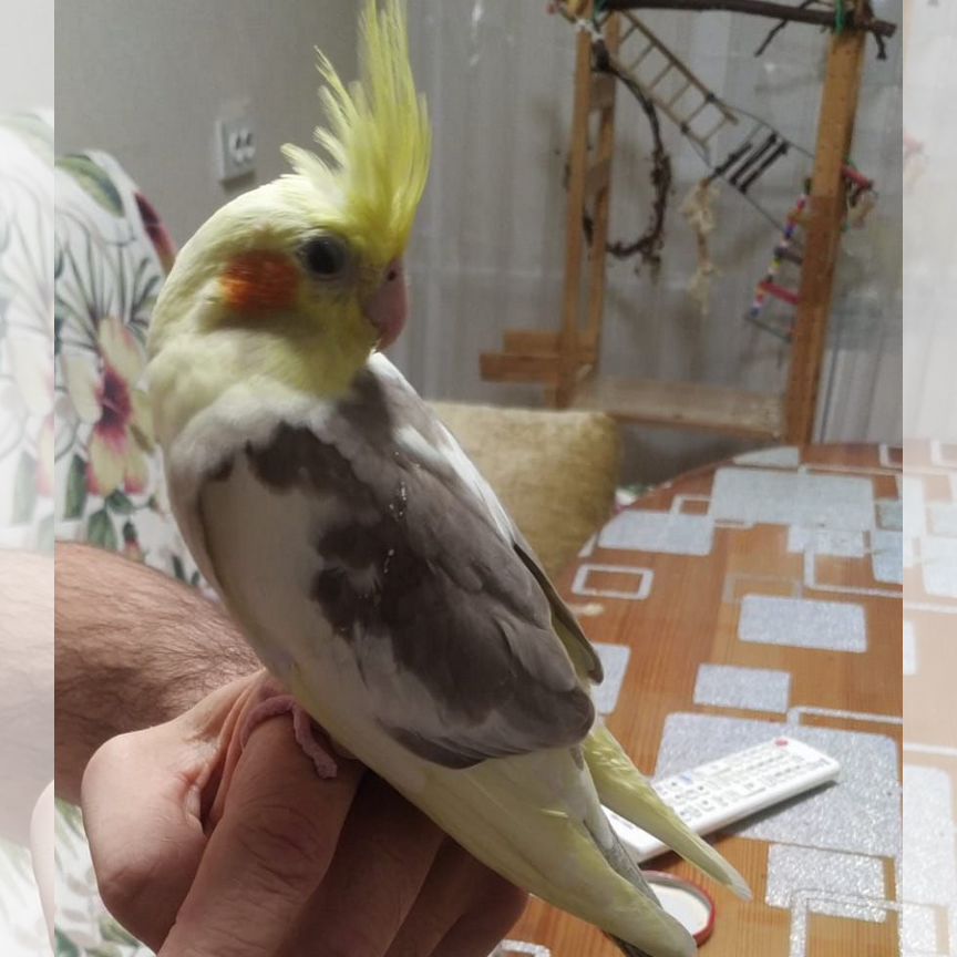 Бронь до 14.12. Попугай карелла самец