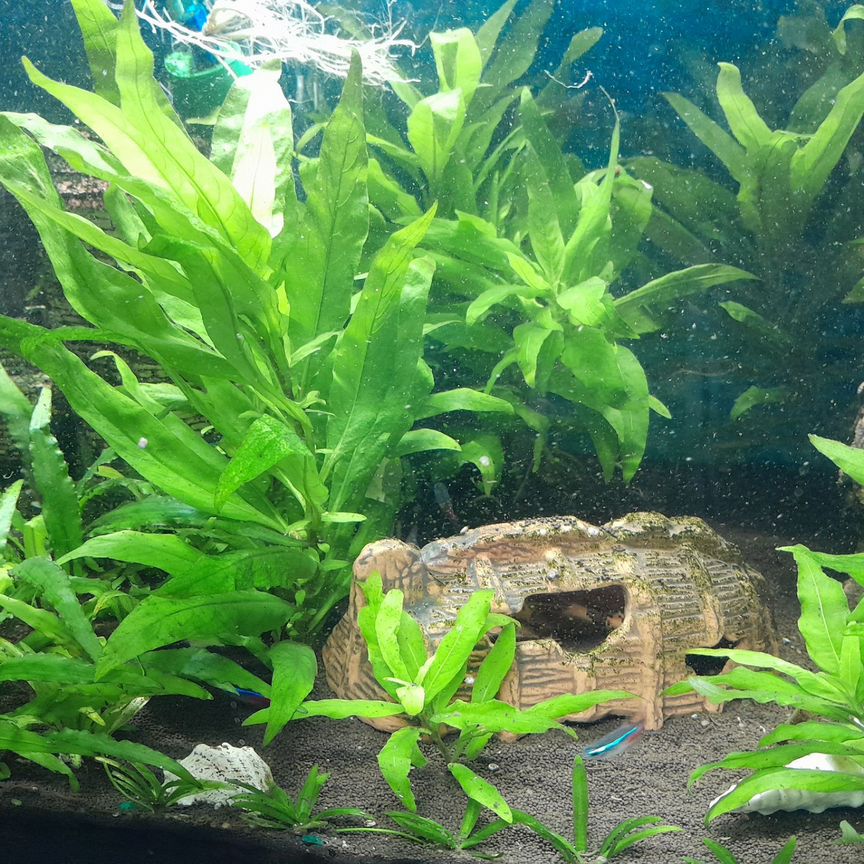 Лимонник для аквариума