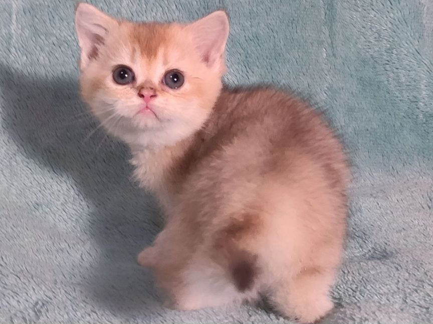 Шотландские котята