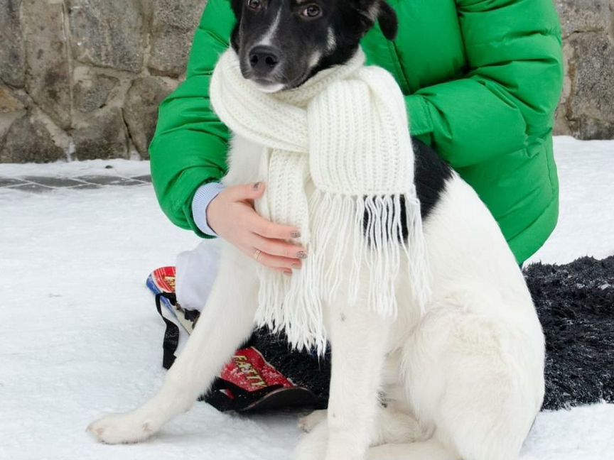 Пёс Малыш, 8 месяцев