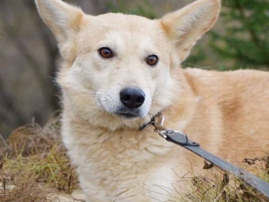 Лиса в поисках любящих и ответственных людей