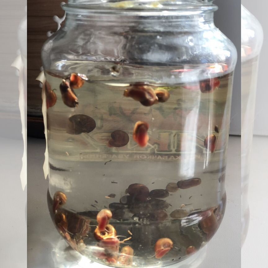 Улитки катушки