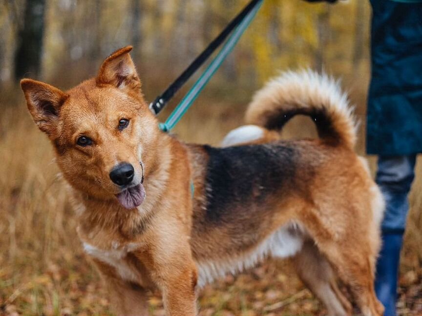 Классный Модус ждёт тебя в приюте