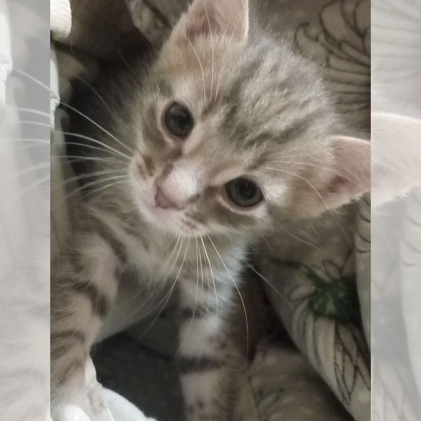 Сиамский котёнок