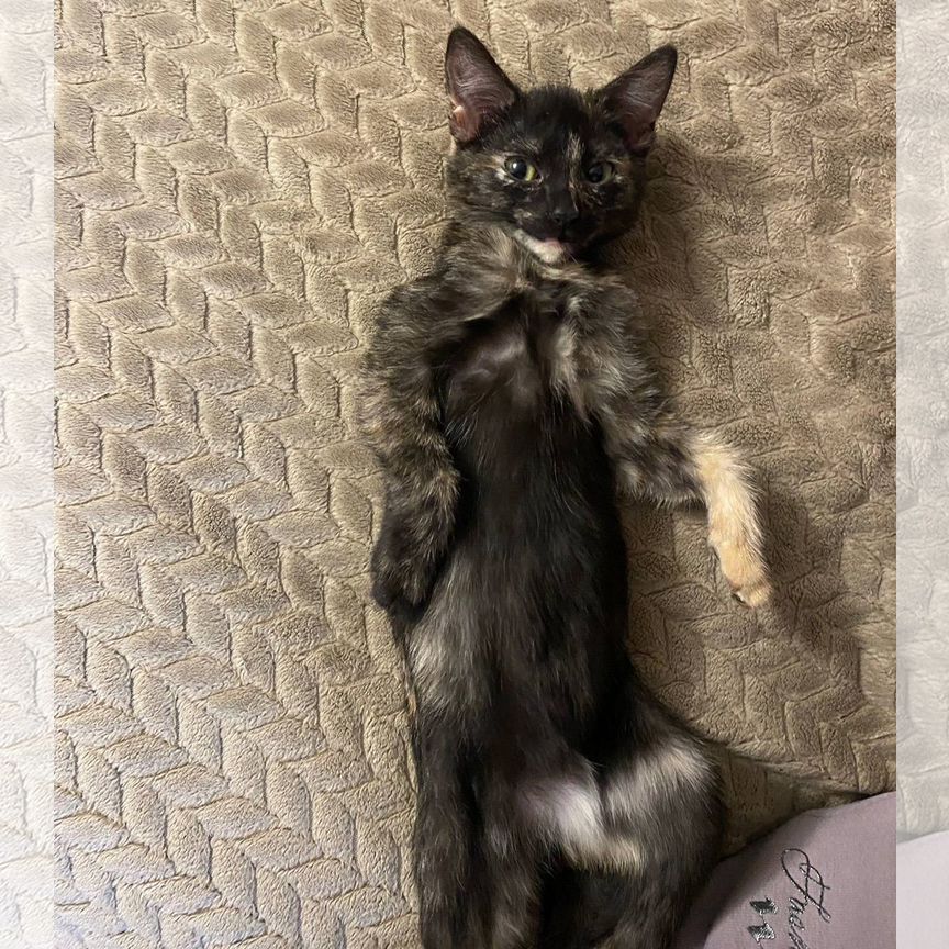 Котёнок в добрые руки