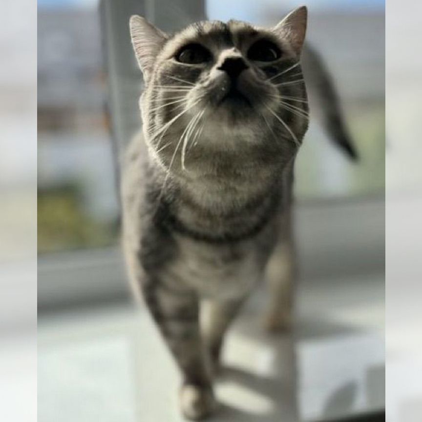 Кошка в добрые руки