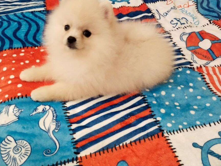 Померанский шпиц