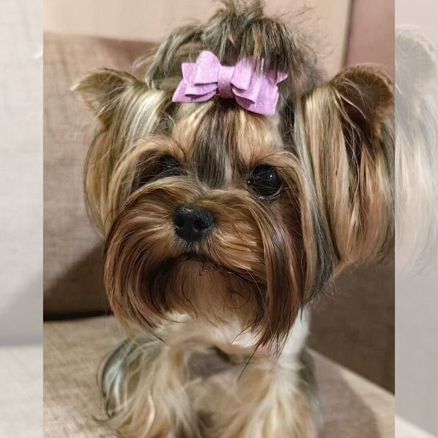 Йоркширский терьер, щенок