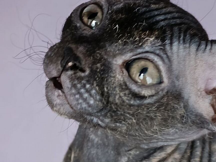 Канадский сфинкс девочки