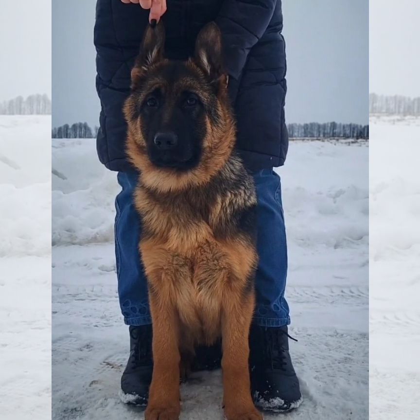 Щенок породы немецкая овчарка (девочка)