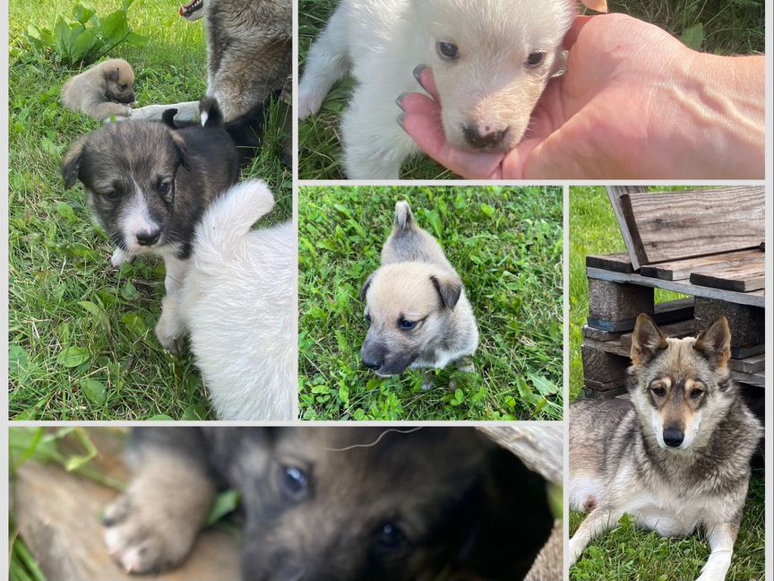 Западно сибирская лайка