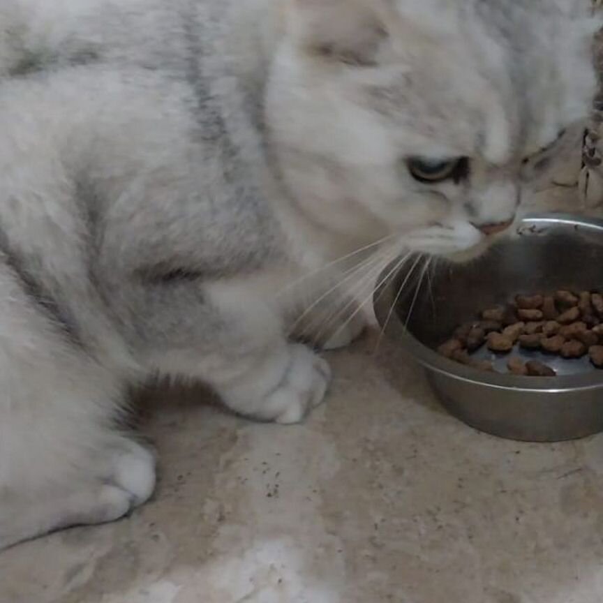 Кот Сэм 4 года и кошка Умка 2 года