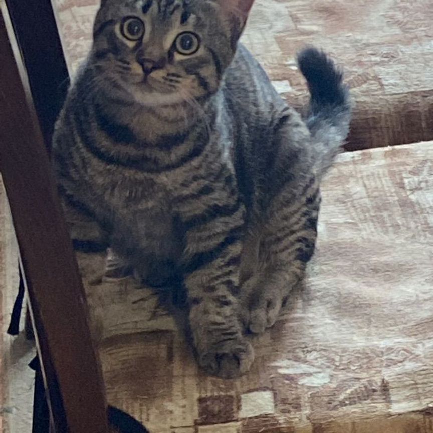 Котик полосатый потерян