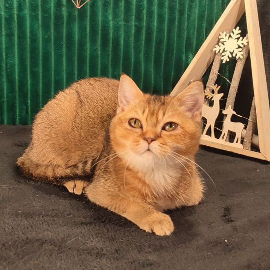 Шотландская девочка(котёнок) WCF