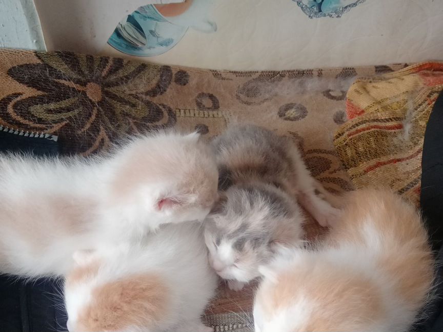 Кошки