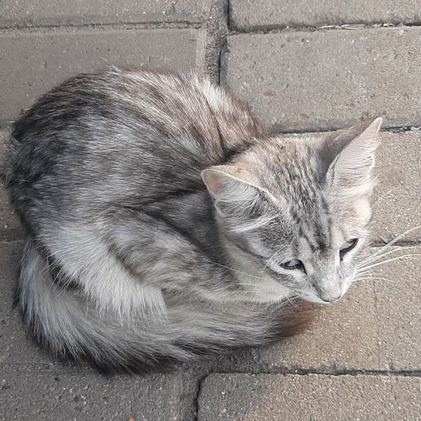 Кошечка