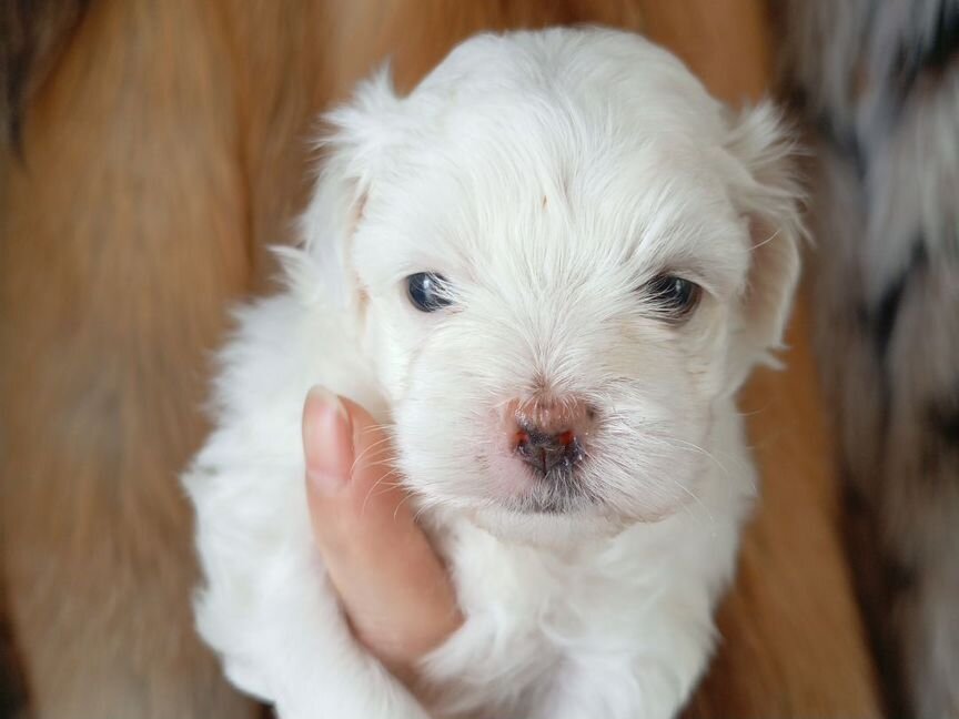 Мальтипу F1 мальчик